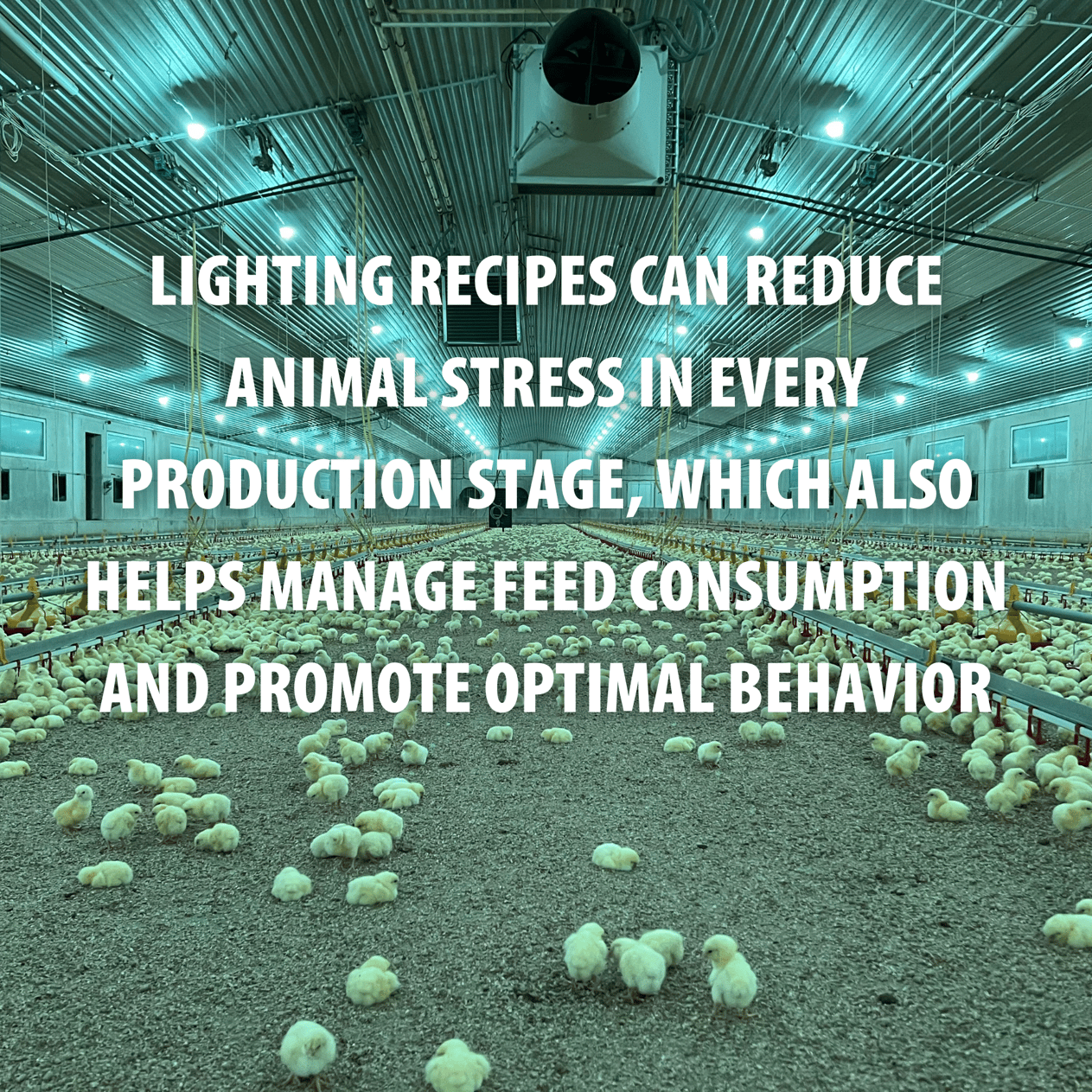 Reducing stress in animals