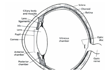 Swine Vision and Lighting