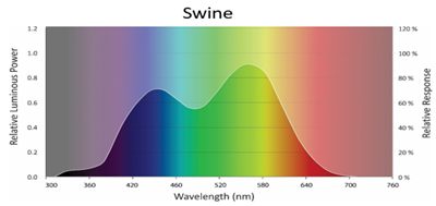 Swine Vision and Lighting