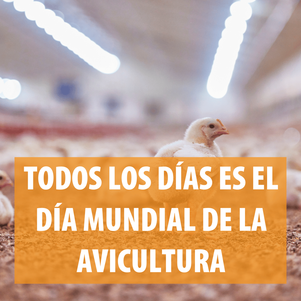 Todos los días es el Día Mundial de la Avicultura