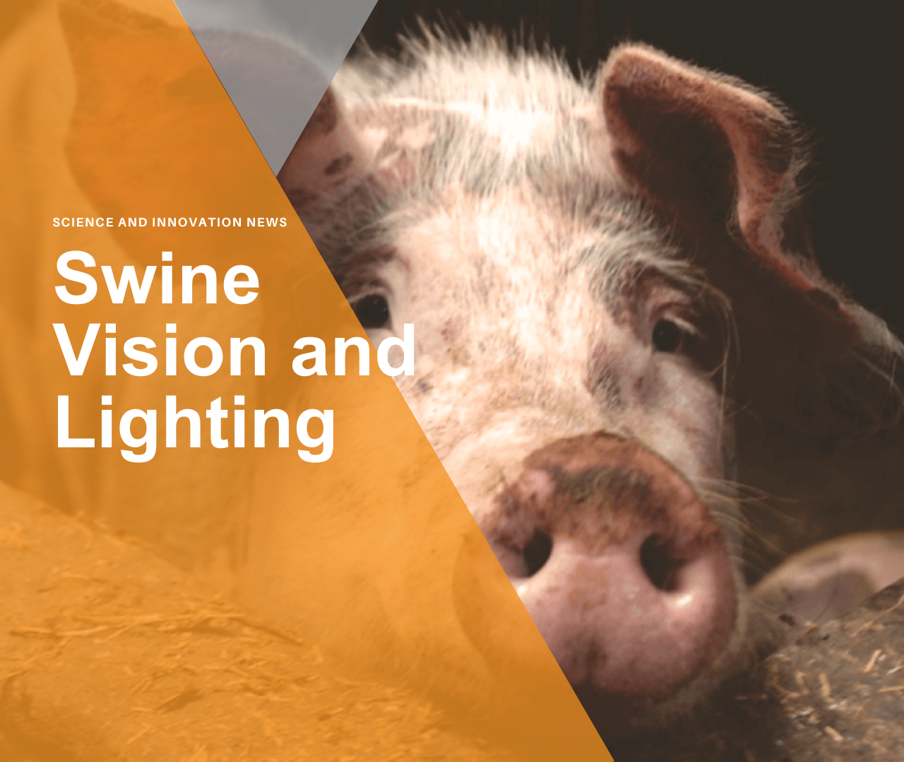 Pig Vision Vs Human Vision at Samantha Tennant blog