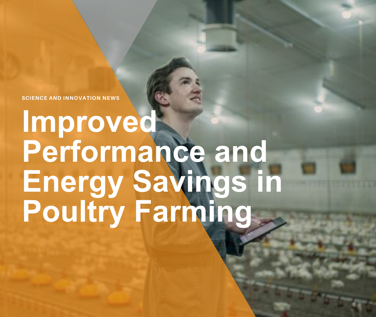 LED Lighting for Improved Performance and Energy Savings in Poultry Farming