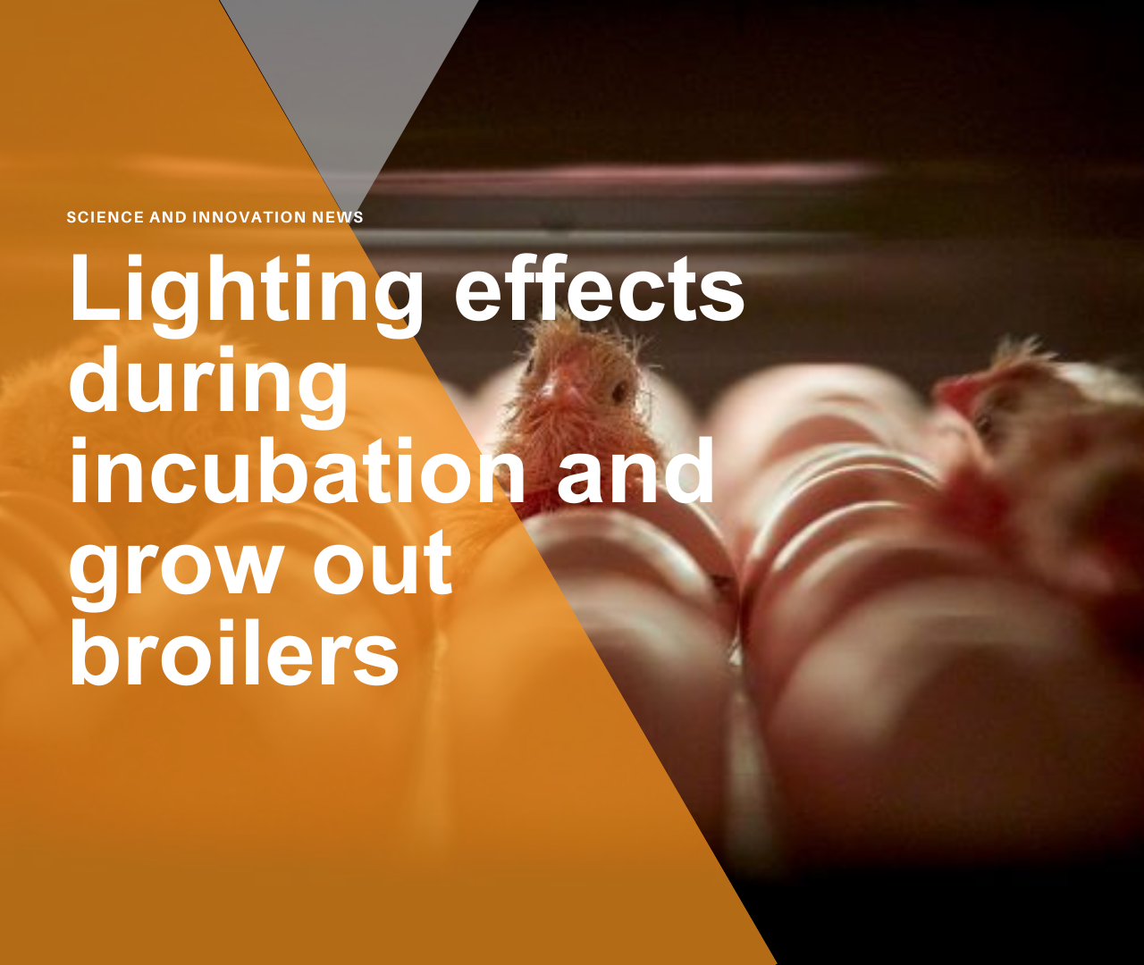 Lighting effects during incubation and grow out broilers
