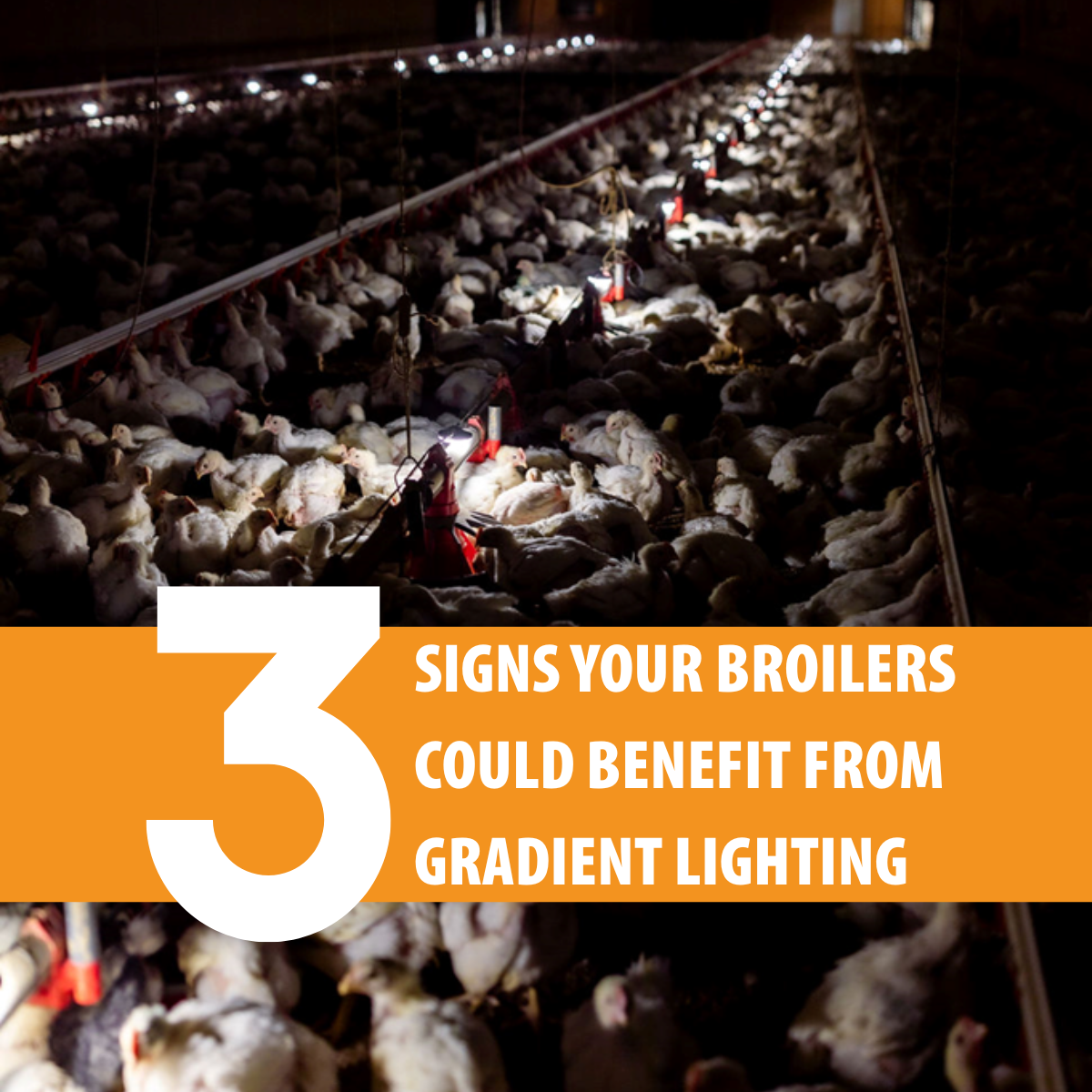 Three Signs Your Broilers Could Benefit From Gradient Lighting