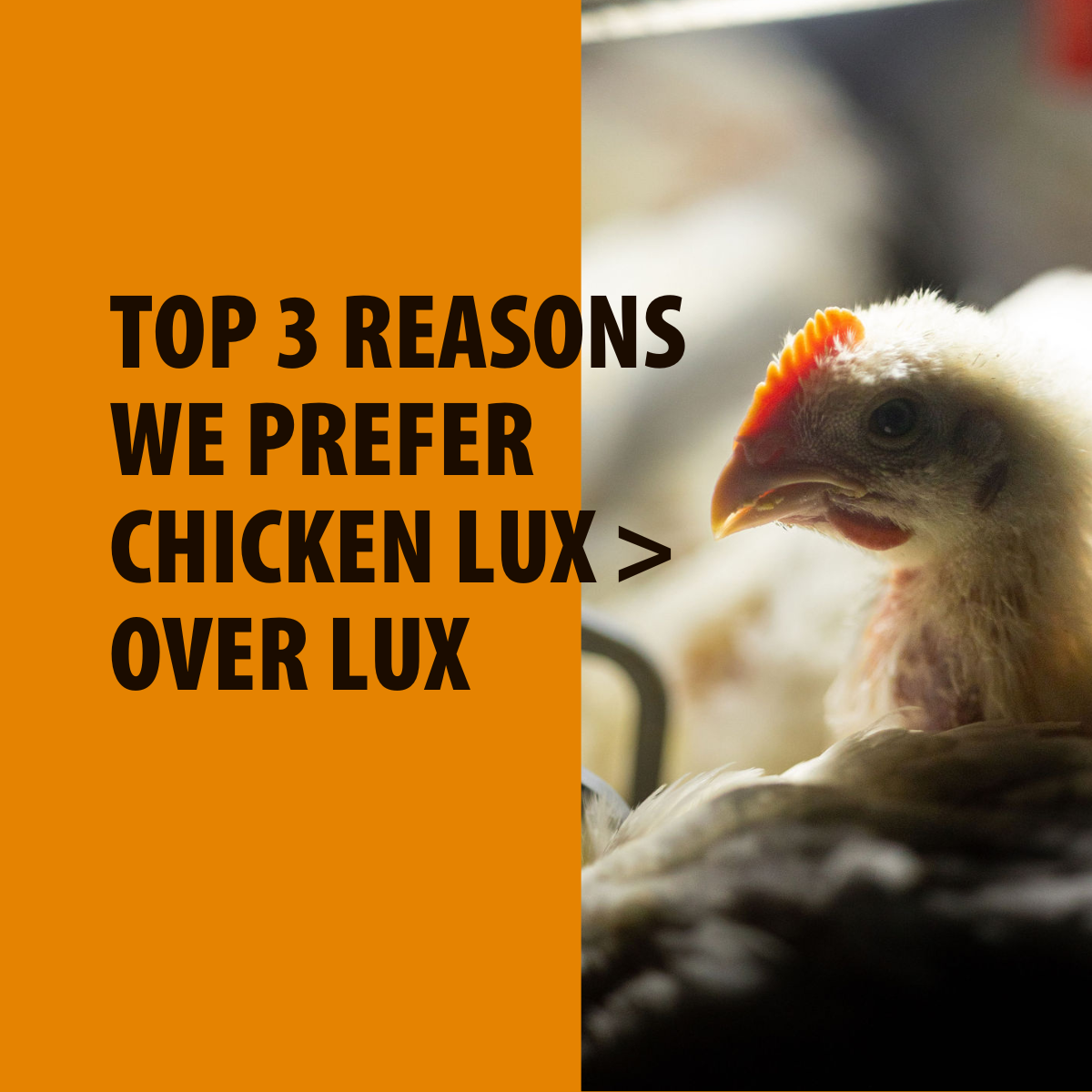 Top 3 Reasons Why We Prefer Chicken Lux Over Lux