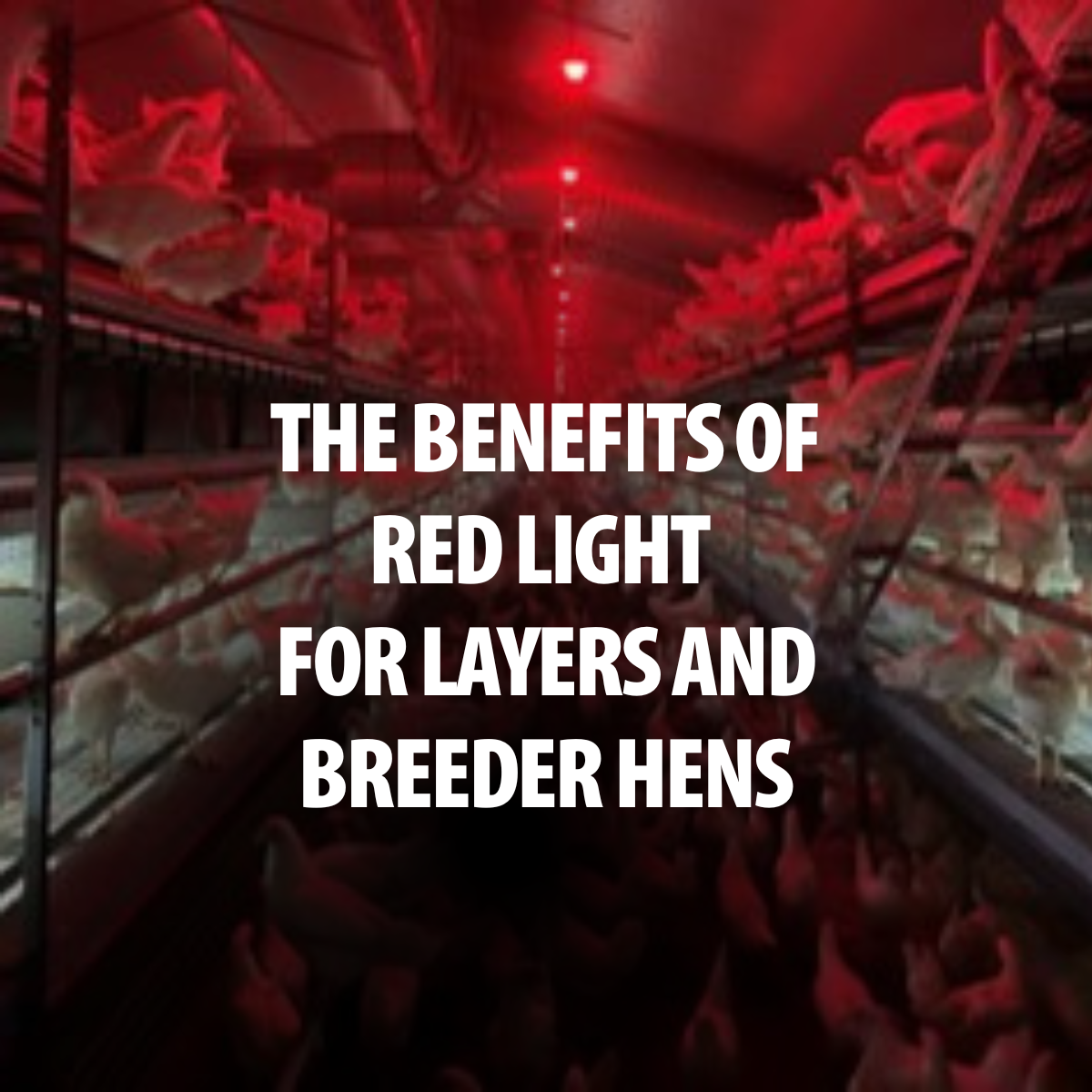 The Benefits of Red Light for Layer and Breeder Hens
