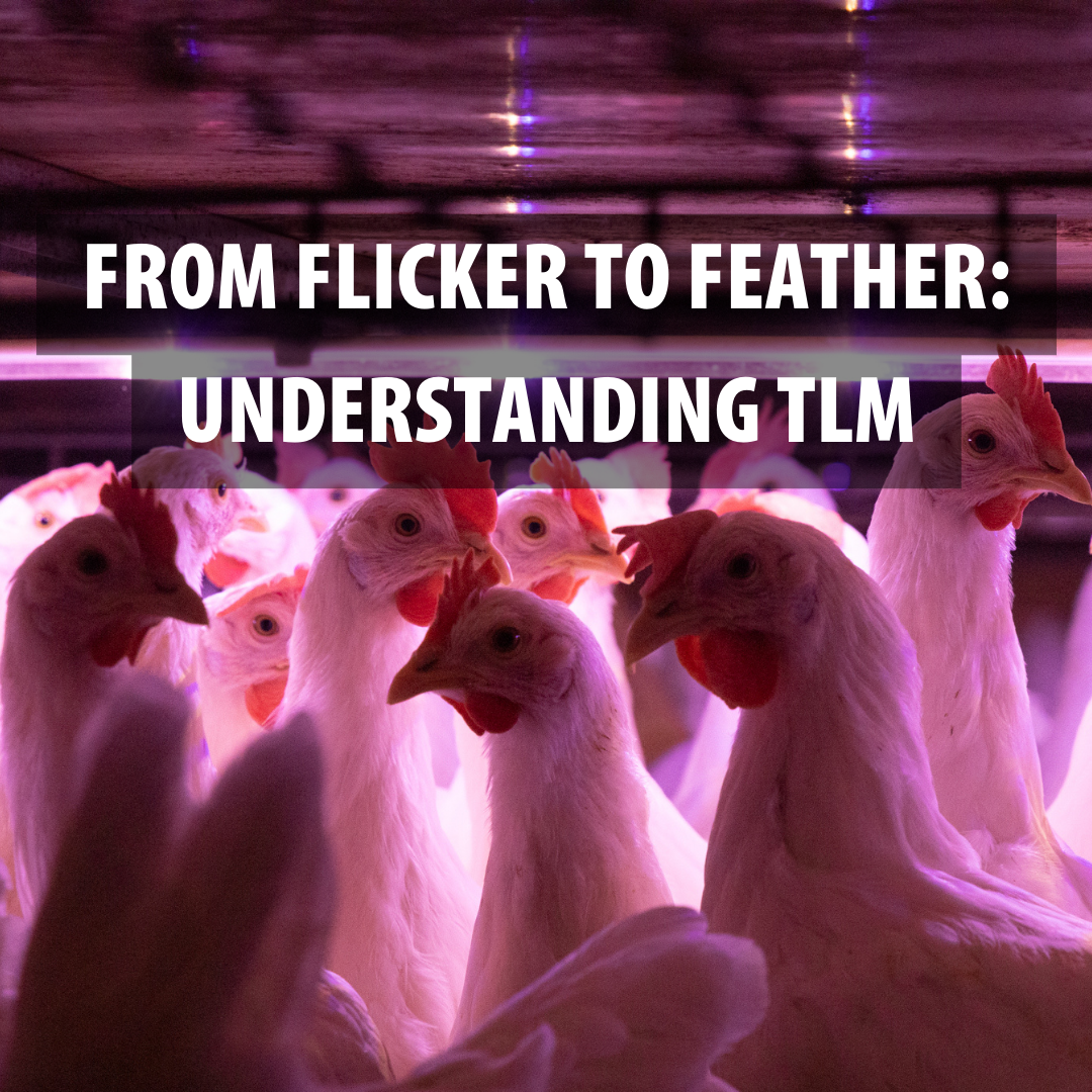 From Flicker to Feather: Understanding Temporal Light Modulation in ...