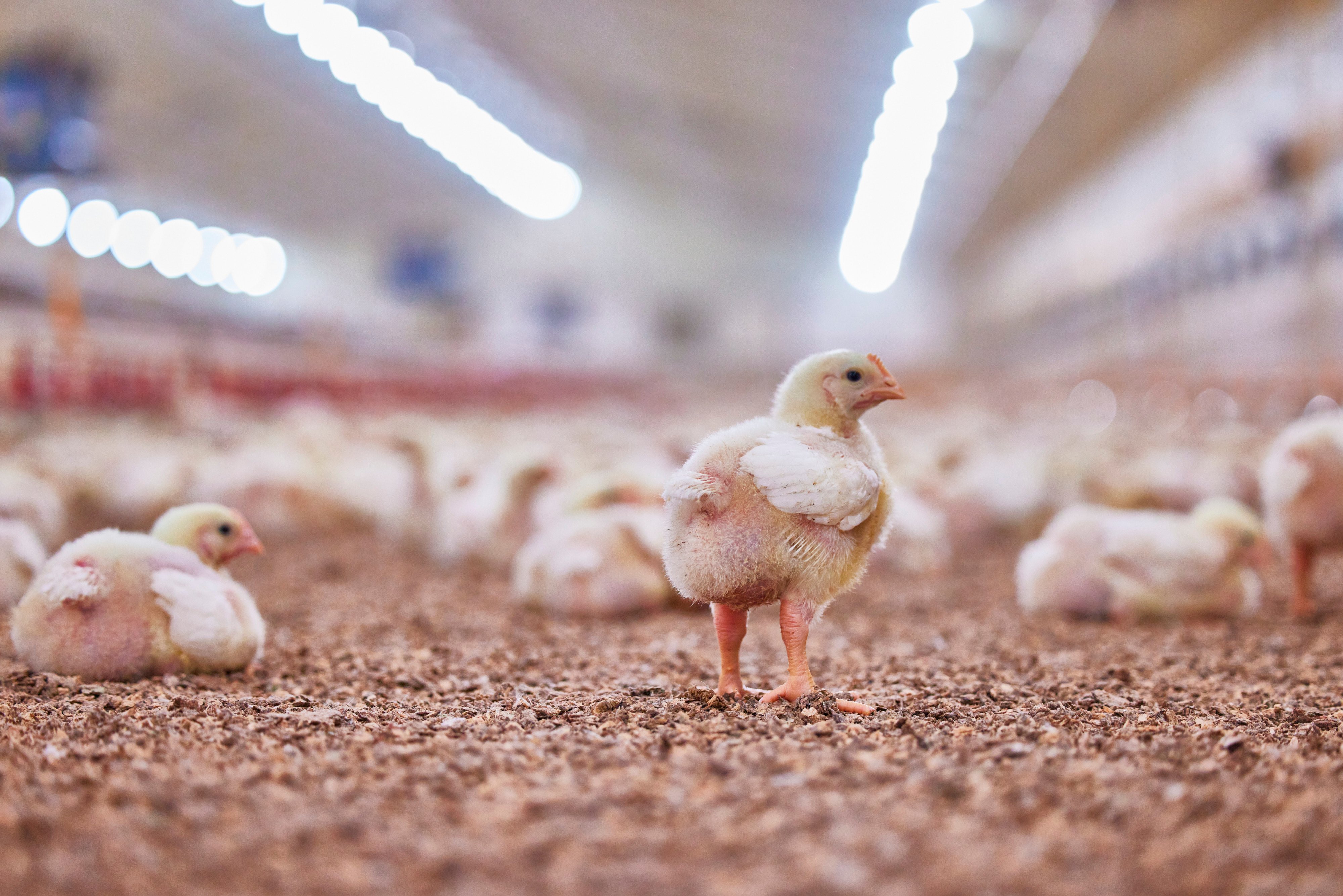 ONCE Animal Lighting