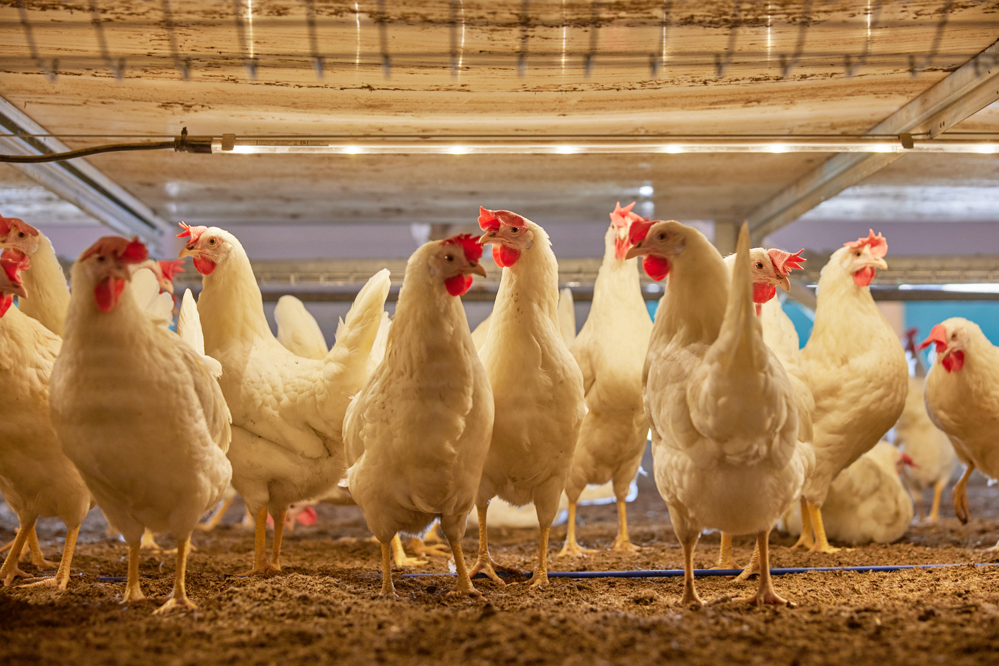 Frequently asked questions | ONCE animal lighting