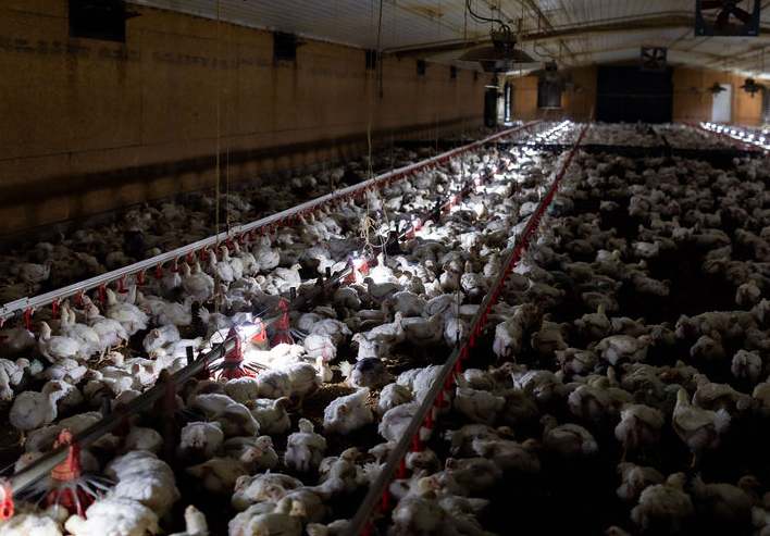 The Power of Light: How Gradient Lighting Boosts Broiler Production