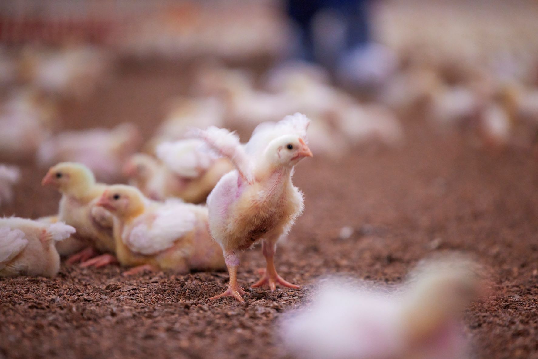 Broilers | ONCE animal lighting