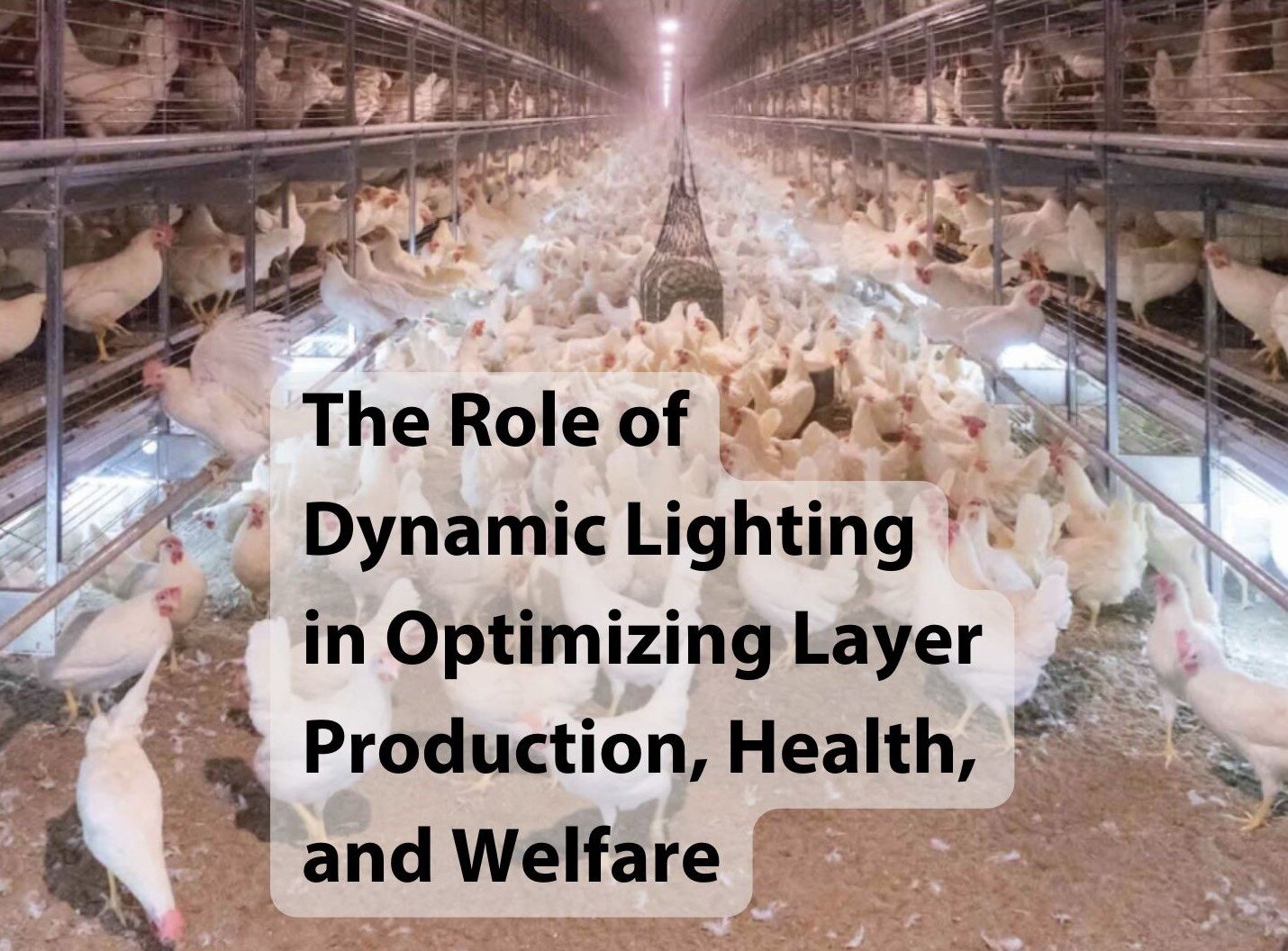 The Role of Dynamic Lighting in Optimizing Layer Production, Health ...