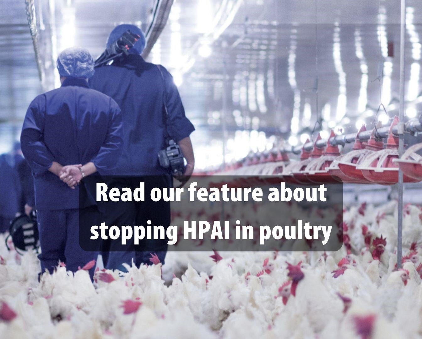Read our feature about stopping HPAI in poultry