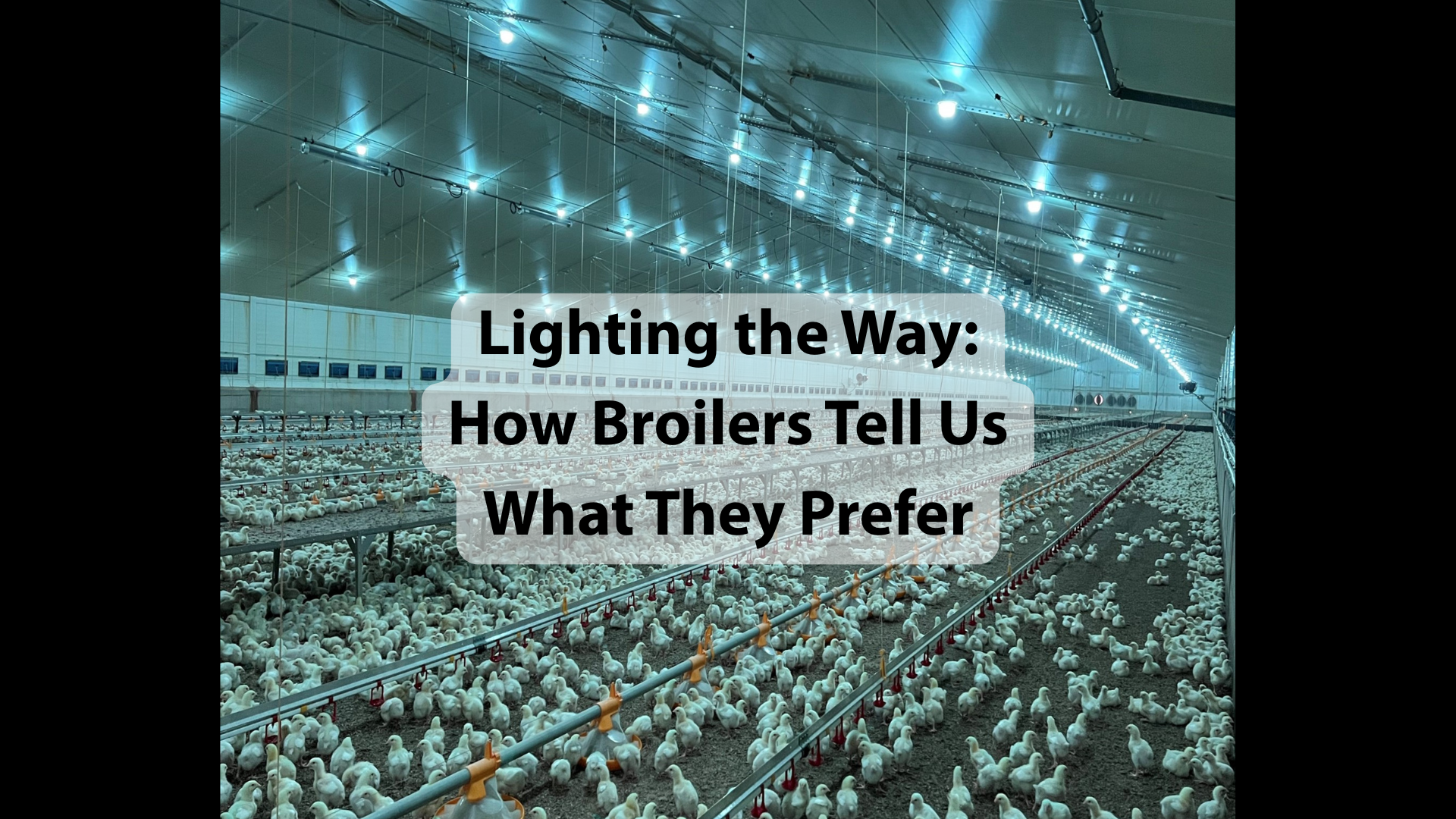 Lighting the Way: How Broilers Tell Us What They Prefer