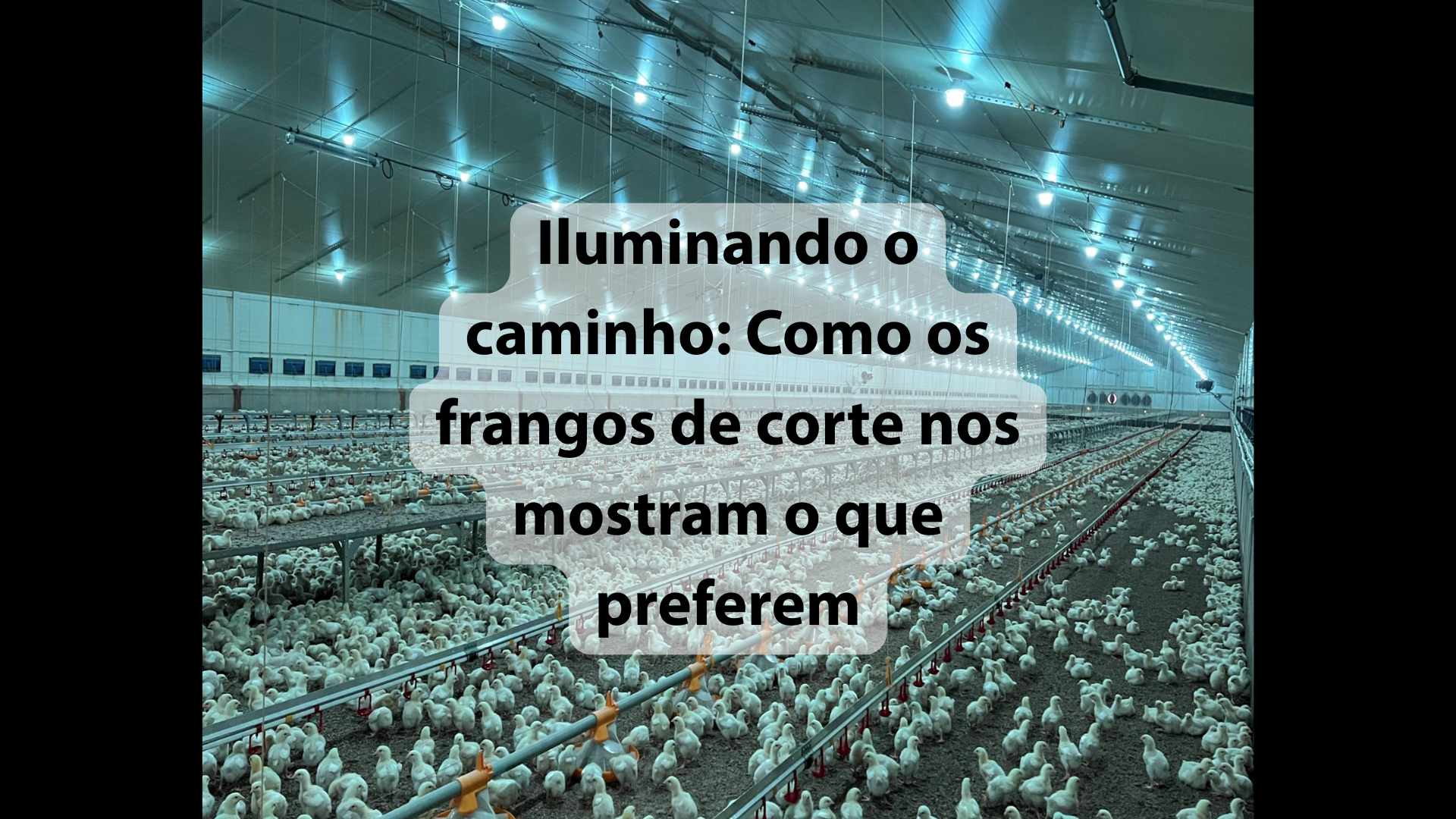Iluminando o caminho: Como os frangos de corte nos mostram o que preferem