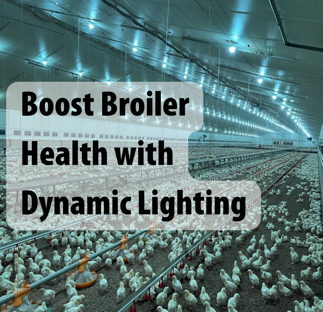 Boost Broiler Health with Dynamic Lighting