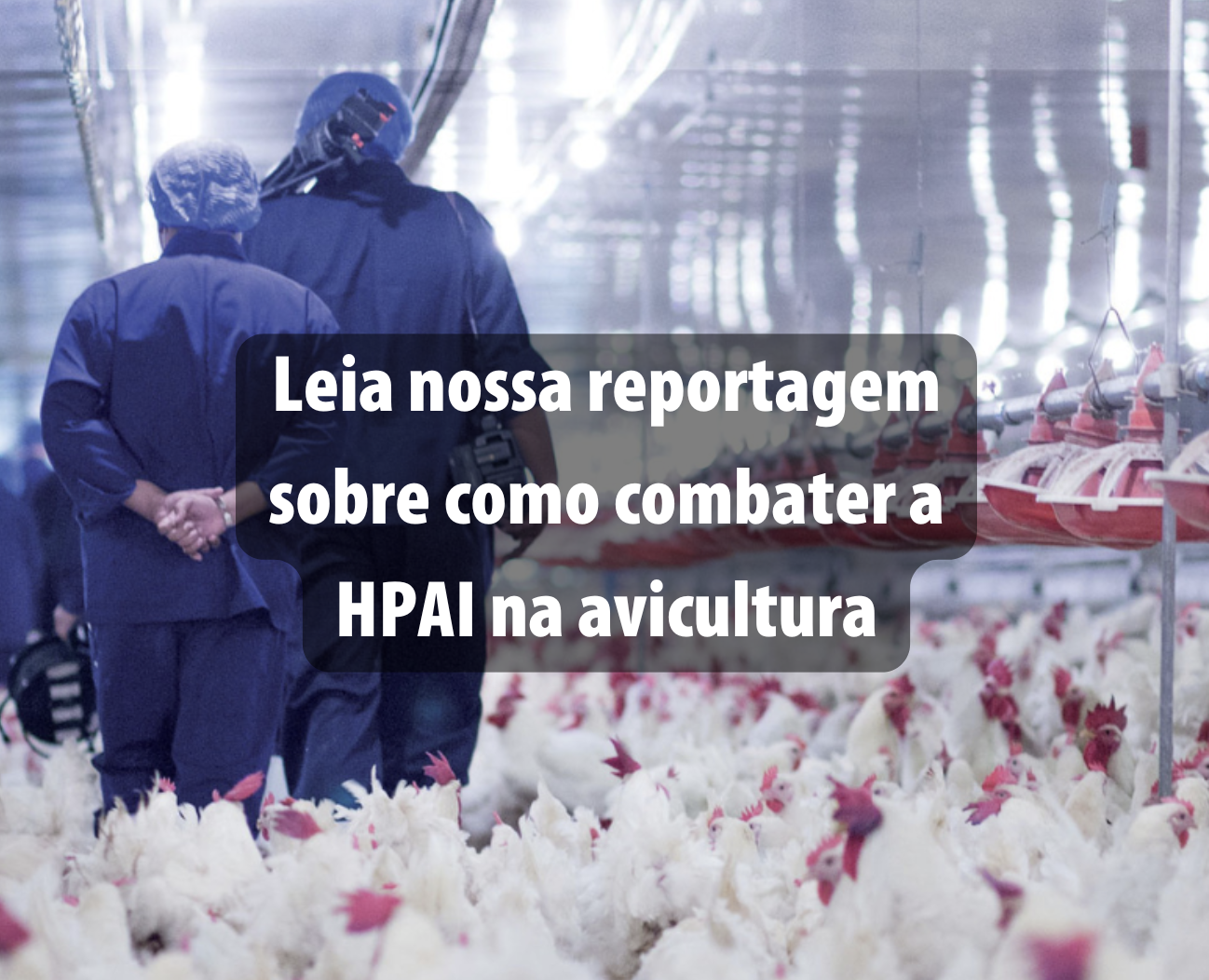 Leia nossa reportagem sobre como combater a HPAI na avicultura