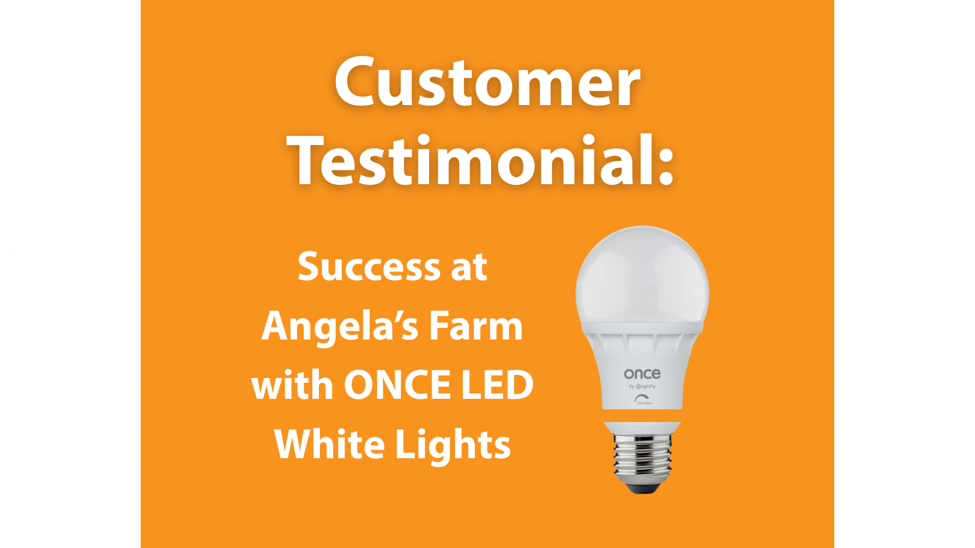 Claiming First Place with White LED Lights: Lai Thang’s Success Story ...
