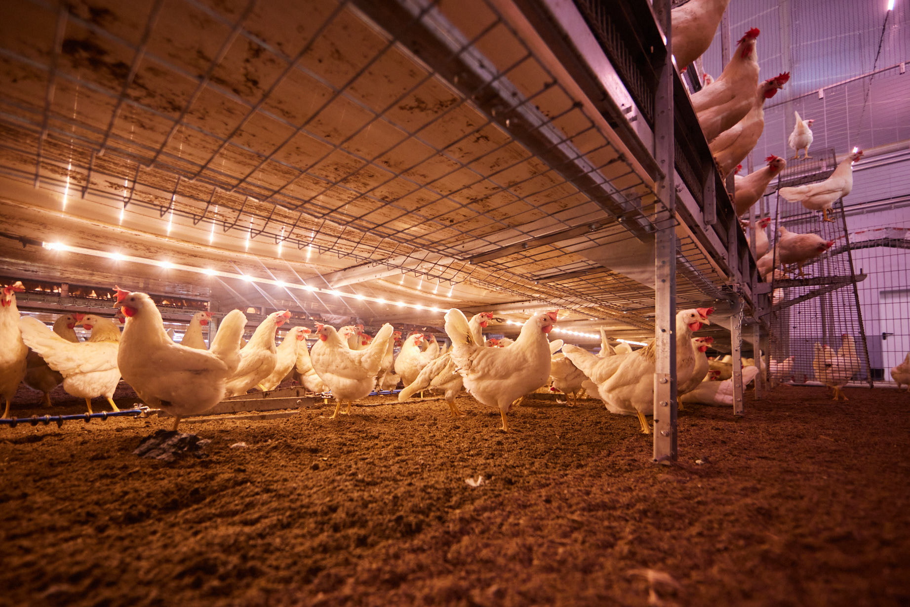 Dim-to-Red | ONCE animal lighting