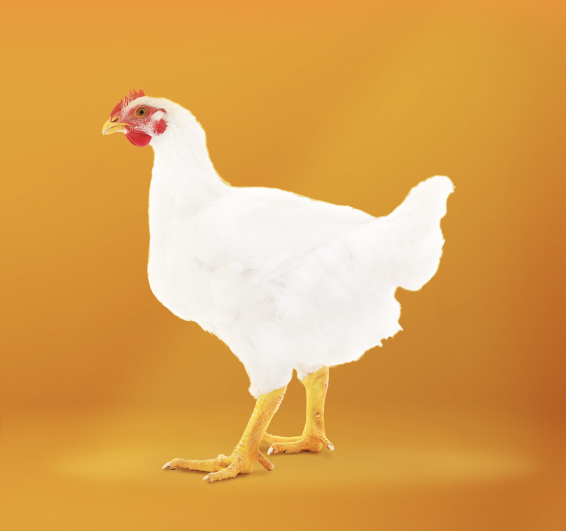 Once by Signify | Animal Lighting