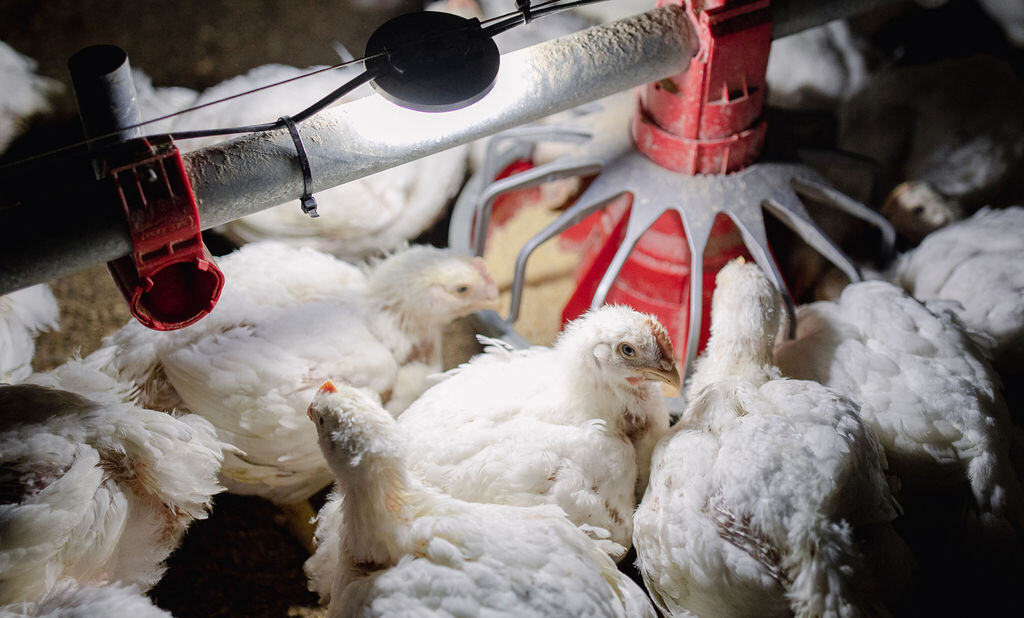 Broiler Lighting | Lighting designed for animals