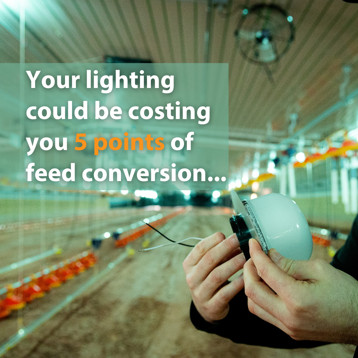 Poultry Lighting | Once by Signify